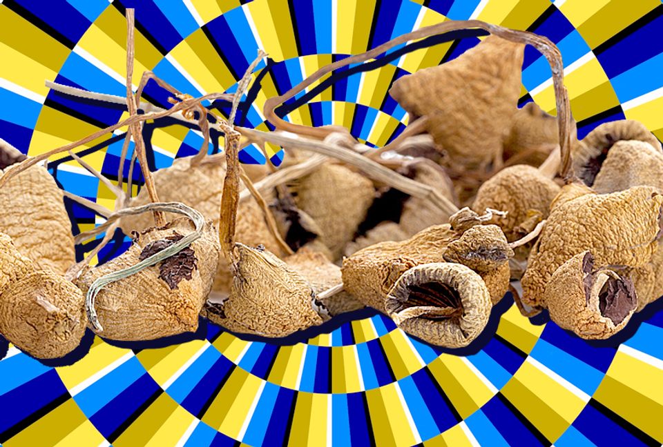 First, marijuana — are magic mushrooms next? | Salon.com First, marijuana — are magic mushrooms next? | Salon.com